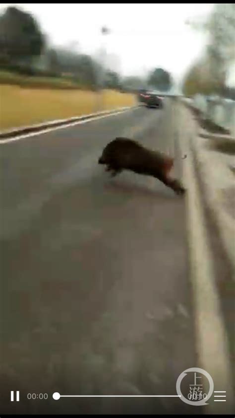 重庆一公园惊现野猪 飞快逃跑吓坏市民