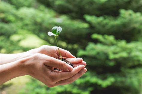 Bioenergy With Carbon Capture And Storage A Promising Solution For Upscs Sustainable