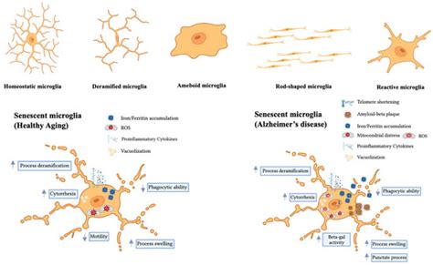 Microglial Senescence And Activation In Healthy Aging And Alzheimers