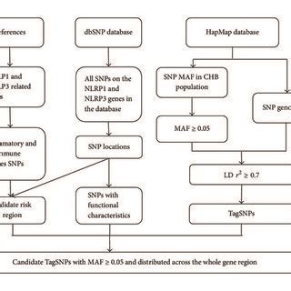 Flow Chart Depicting The Process Of SNP Selection Download Scientific Diagram