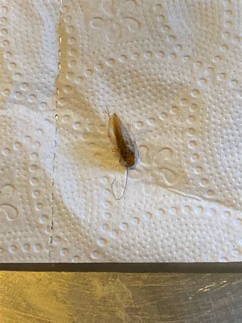 Deutsche Schabe Oder Waldschabe Insekten Schädlinge Ungeziefer