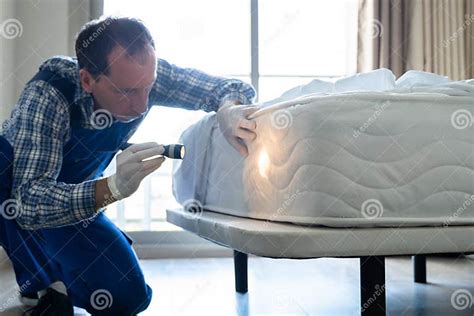 Bed Bug Infestation And Treatment Service Stock Image Image Of Gloves