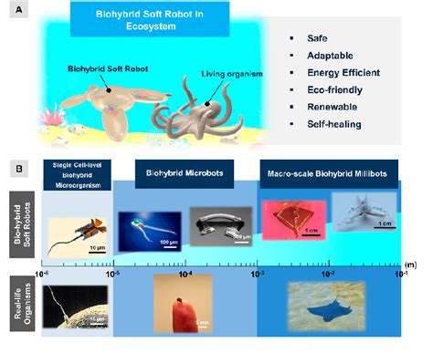 Figure 1 From Biohybrid Actuators For Soft Robotics Challenges In Scaling Up Semantic Scholar