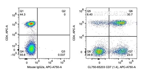 Cd7 Antibody Cl750 65203 Proteintech