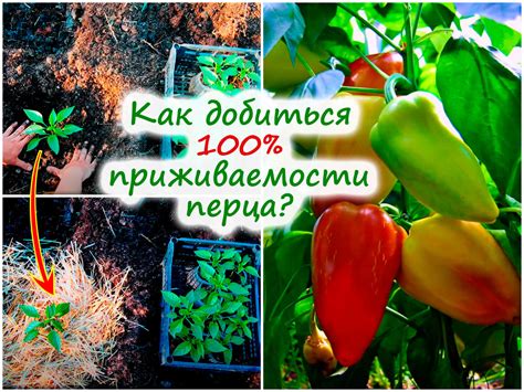Посадка перца в открытый грунт – как добиться 100% приживаемости рассады?