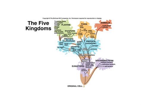 Ppt Chapter 16 Plant Classification Systematics I Introduction Plant Classification Or