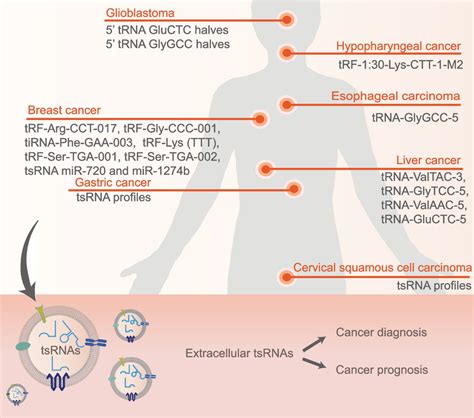 Extracellular TRFs Involved In Cancers Certain Extracellular TRFs Download Scientific Diagram