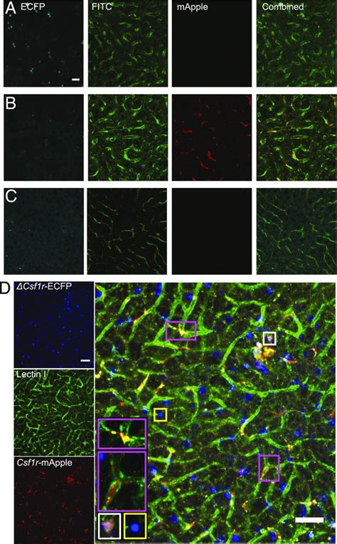 Csf1r Mapple Transgene Expression And Ligand Binding In Vivo Reveal Dynamics Of Csf1r Expression