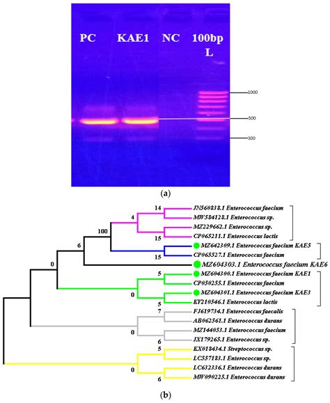 Genes Free Full Text Molecular Characterization Purification And Mode Of Action Of