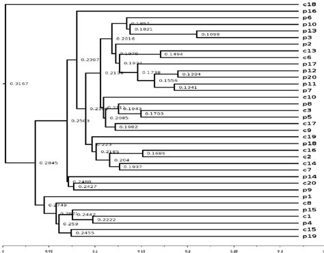 Upgma Tree Unweighted Unifrac Of Microbiome Download Scientific Diagram