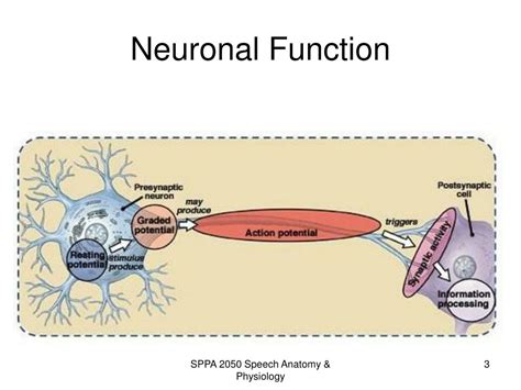 Ppt Neuronal Function Powerpoint Presentation Free Download Id4069610