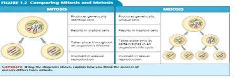 Mitosis And Meiosis Diagram Quizlet