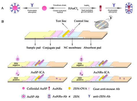 Development Of Lateral Flow Immunochromatographic Assays Using Colloidal Au Sphere And Nanorods