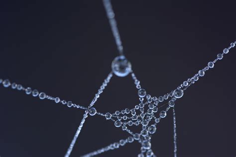 Free Images Water Branch Drop Dew Fence Frost Line Frozen