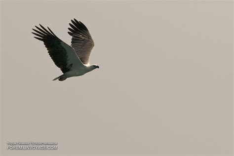 배경 화면 스포츠 바다 물고기 여름 비키니 말레이시아 태국 어업 항해 뗏목 비행 랑카위 참치 집 밖의 새 소녀 대양 섹시한 도약 극한의