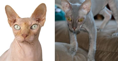 피터 볼드 털이 있는 스핑크스 고양이 비마이펫 라이프