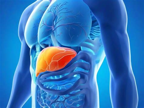 Exploring The Liver And Its Functions Your Guide To Optimal Health