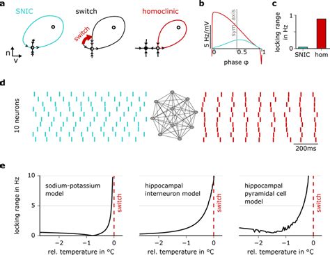 Network Synchronization Depends On The Type Of Cell Intrinsic