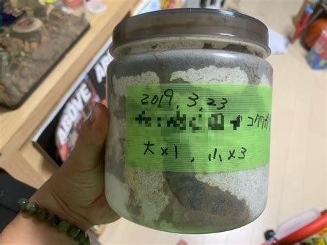 コクワガタ羽化羽化羽化 カープ親父の雑記帳