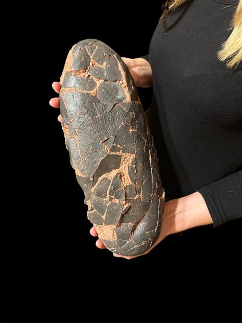 Huge Dinosaur Egg 37cm Fossilised Egg Macroelongatoolithus 37 Cm 14 Cm Auction Online