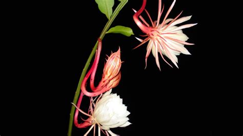 Types Of Pink Flowers For Your Garden Pictures And Tips For Care Dengarden