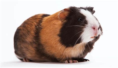 115 Mammals I Medicine Libretexts
