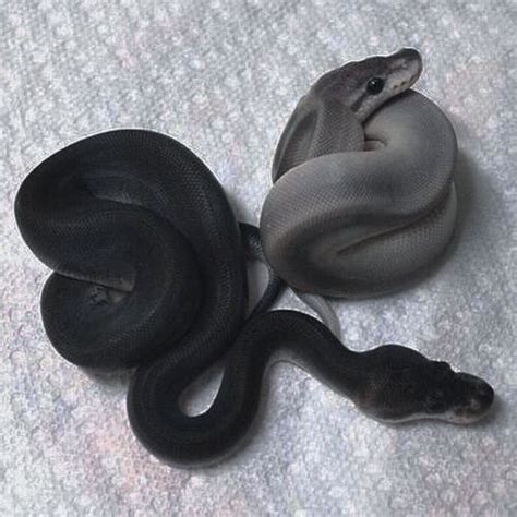 Pin On Snakes And Reptiles