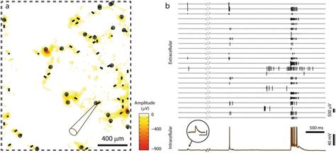 Simultaneous Recording Of Network Activity And Intracellular Activity