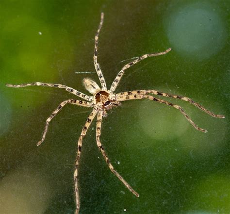 Unveiling The Intriguing World Of The Cane Spider Facts And Fascinating Insights