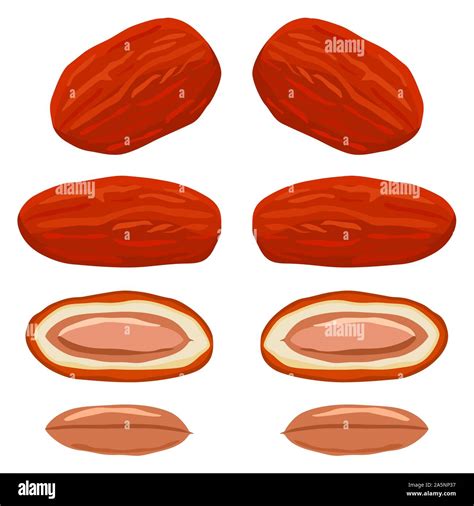 Illustration On Theme Big Colored Set Different Types Of Date Fruit For