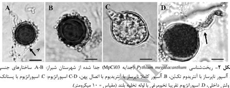 Morphology Of Pythium Megalacanthum Mpci03 Isolated From Shiraz