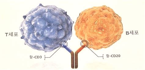 소포성 림프종 선물 룬수미오 식약처 T 1호에 걸린 기대치 Kollo