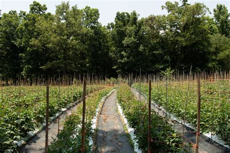 Are Dahlias Perennials Or Annuals What You Need To Know