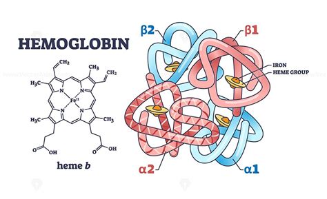 Hemoglobin Chemical Structure With Polypeptide And Heme Group Outline Diagram Vectormine