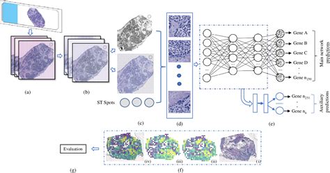 figure 1 from breast cancer histopathology image based gene expression