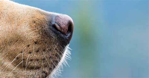 Master The Tener Conjugation In Spanish And Get A Hold On The Language Strømmen Language