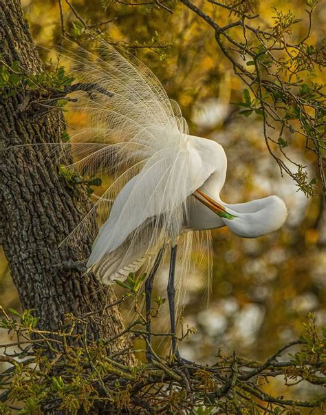 Amateur Wildlife Winning Photographs From The Fine Art Photography