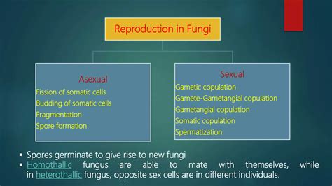 Sexual Reproduction In Fungi Pptx