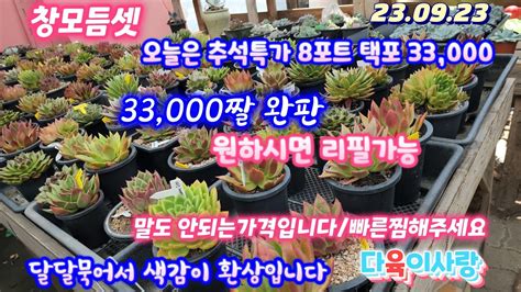 다육이사랑3창모듬셋 추석특가 8포트 택포33000빠른찜 하세요 Youtube