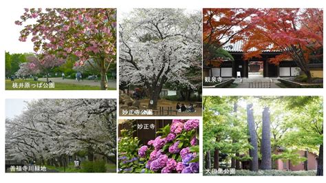 コラム No 15 心血管疾患予防に向けた生活習慣の最適化 医療・医学なんでもコラム 荻窪の内科・循環器内科・小児科【百瀬医院】