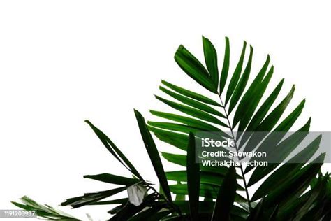 녹색 단풍 배경에 대한 흰색 고립 된 배경에 열대 야자수 잎 곡선에 대한 스톡 사진 및 기타 이미지 곡선 관목 구부리기 Istock