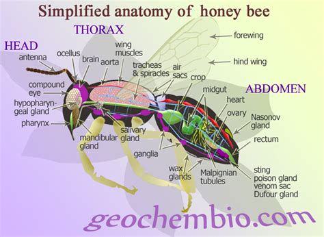 Honey Bee Life Cycle Chart