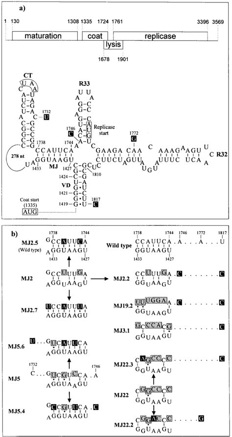 A Genetic Map Of Rna Coliphage Ms2 And Rna Secondary Structure Model Download Scientific