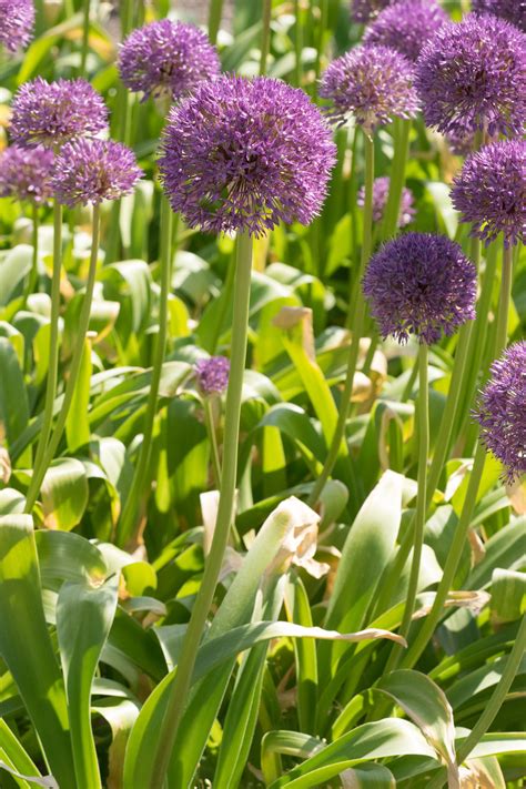 Garten Navi Zierlauch Allium Akbulak