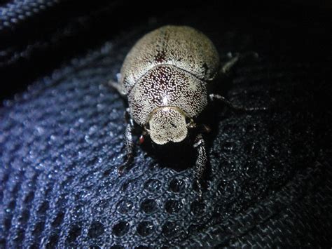 The Grey Beetle Free Photo Download Freeimages