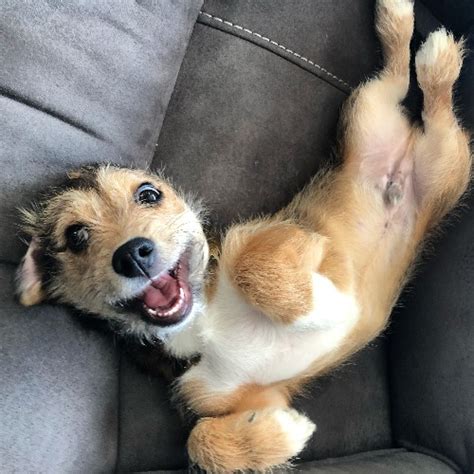 Wire Haired Dachshund Terrier Mix