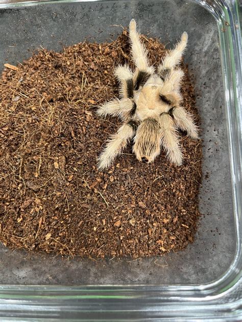 Gamera Is Really Neat He Is Filled With Turtle Meat Weve Been Eating Gamera Shell Teeth Gamera Is Really Neat He Is Filled With Turtle Meat Weve Been Eating Gamera Shell Teeth