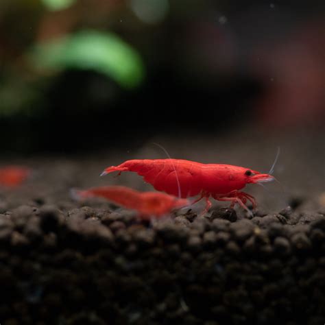 Taiwan Fire Red Shrimp 台湾极火蝦【10 Pcs Set】 Sus Aquatic