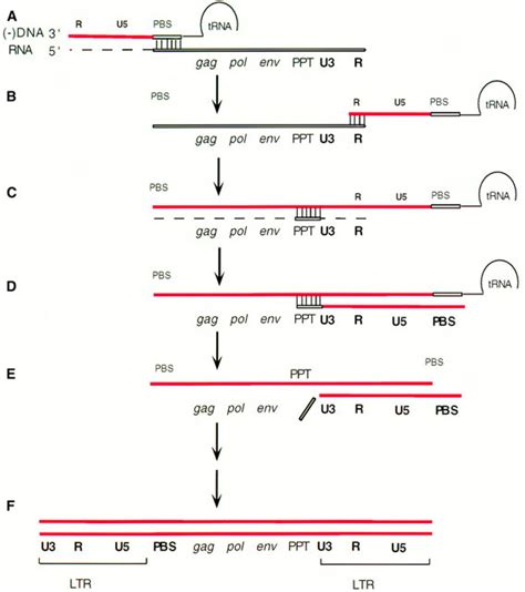 Crystal Structure Of Hiv‐1 Reverse Transcriptase In Complex With A Polypurine Tract Rnadna