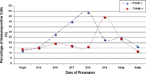 The Temporal And Spatial Pcna And Tunel Positive Ratios In The Whole Download Scientific